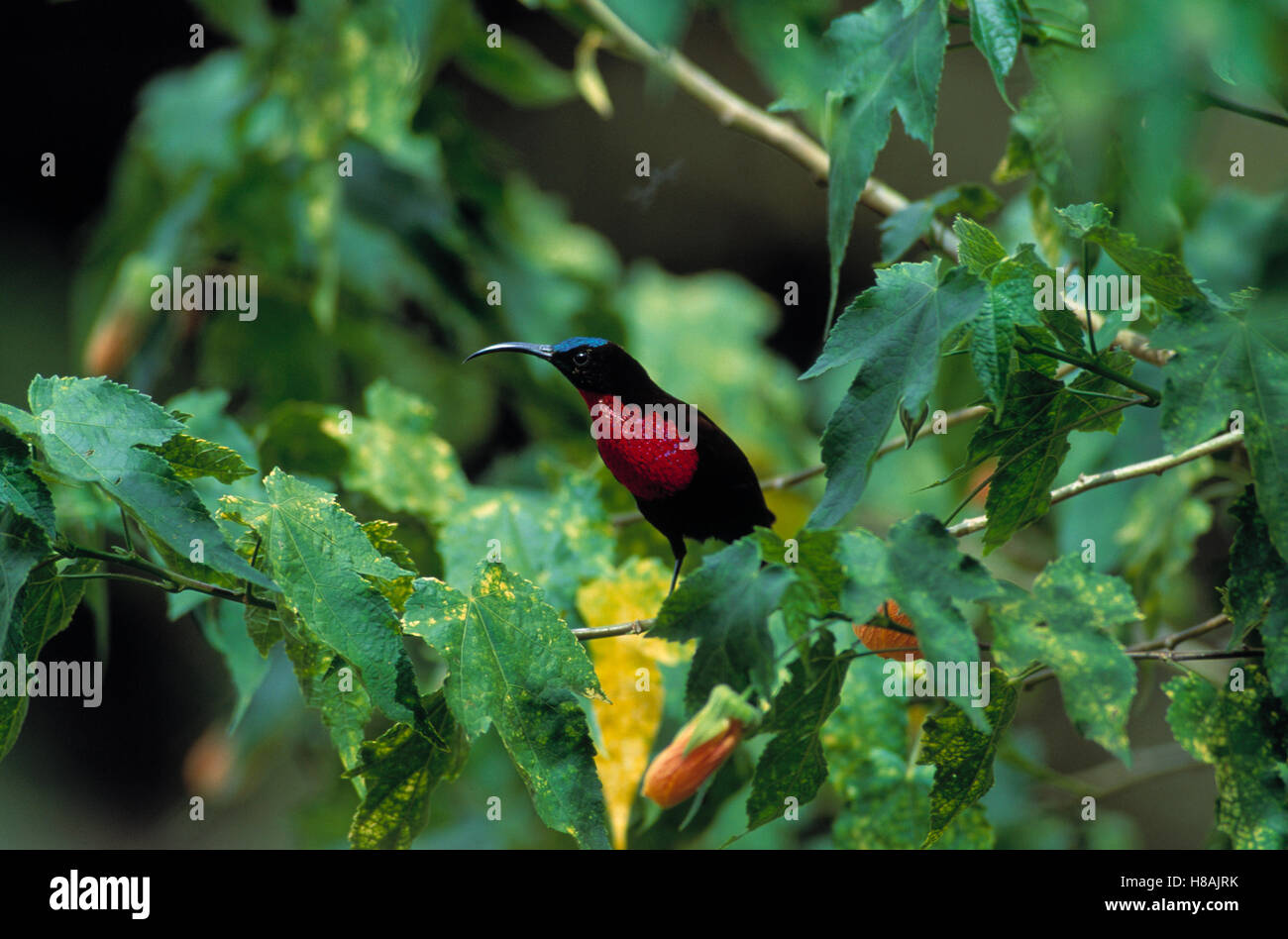 Scarlet-chested Sunbird (Nectarinia senegalensis) male Stock Photo - Alamy