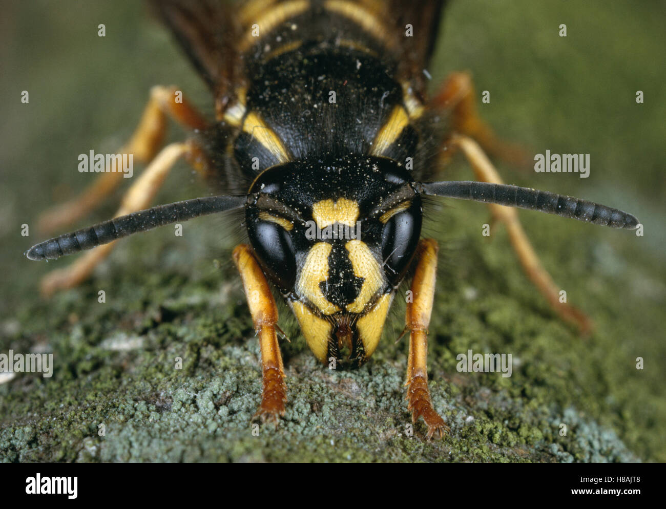 Common Wasp (Vespula vulgaris) worker chewing wood for nest material ...