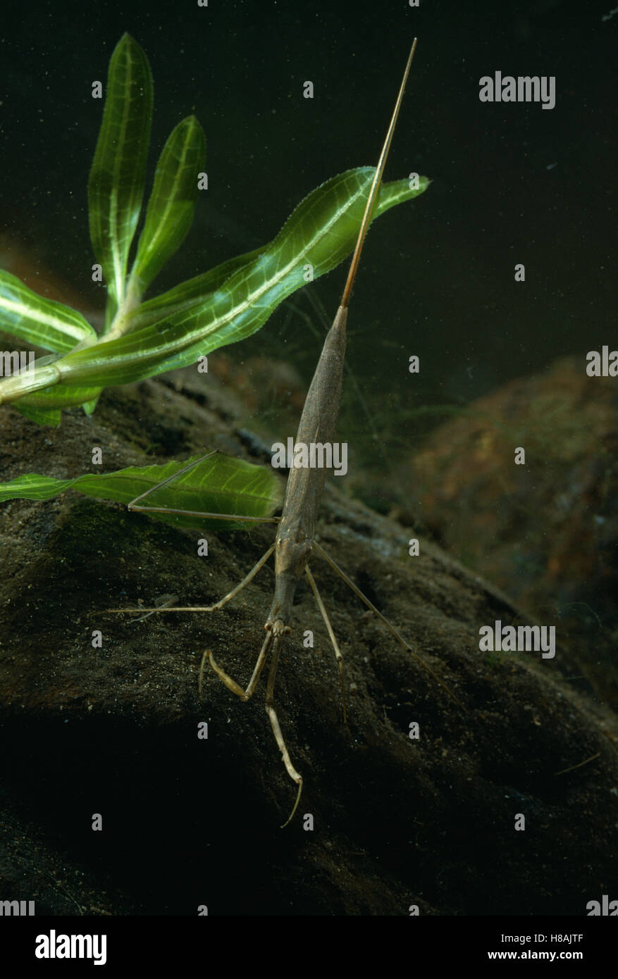 Water Stick Insect (Ranatra linearis) underwater at night Stock Photo ...