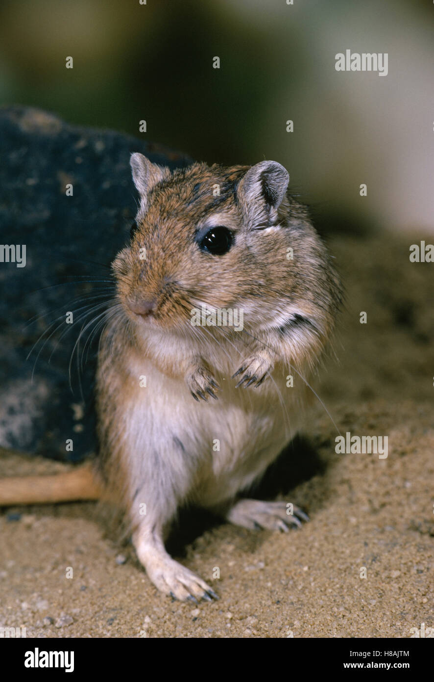 Gerbil standing on hind legs Stock Photo - Alamy