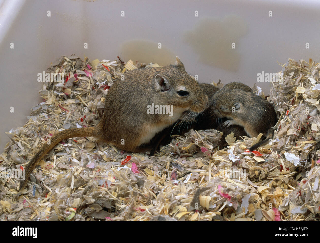 Gerbil with young in nest Stock Photo - Alamy