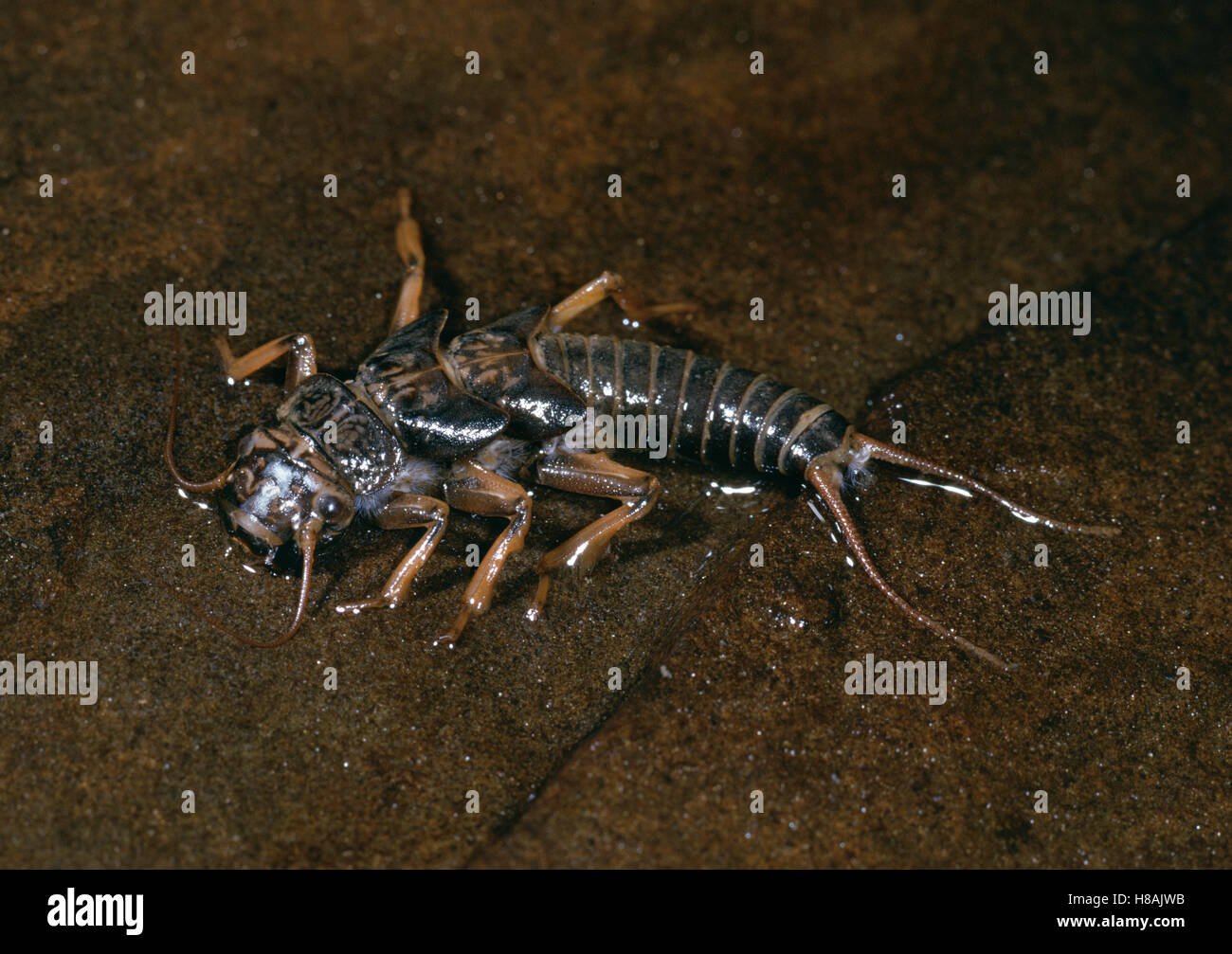 Stonefly (Perla bipunctata) larva Stock Photo - Alamy