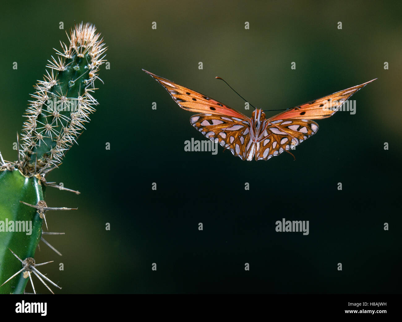Gulf Fritillary (Agraulis vanillae) butterfly flying, Everglades ...