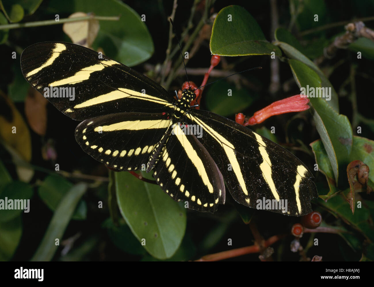 Zebra Butterfly (Heliconius charitonius), Florida Stock Photo - Alamy
