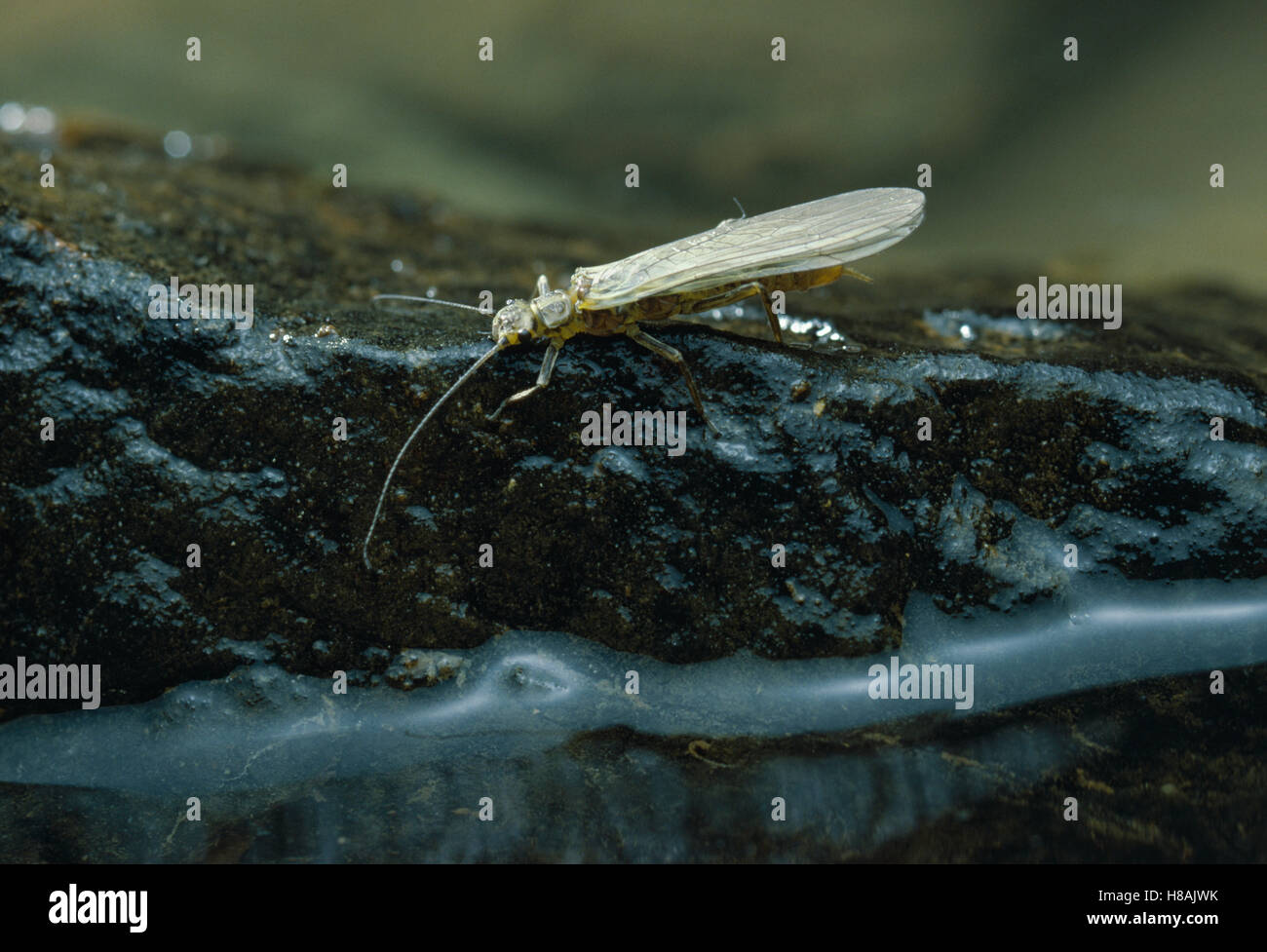 Noctuid Moth (Plecoptera sp), Sussex, England Stock Photo - Alamy