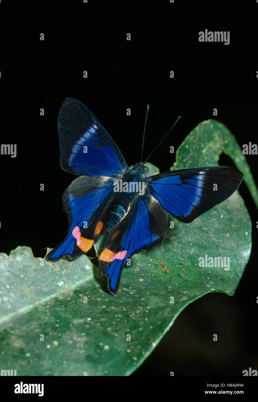Metalmark Butterfly (Rhetus periander) on leaf Stock Photo - Alamy
