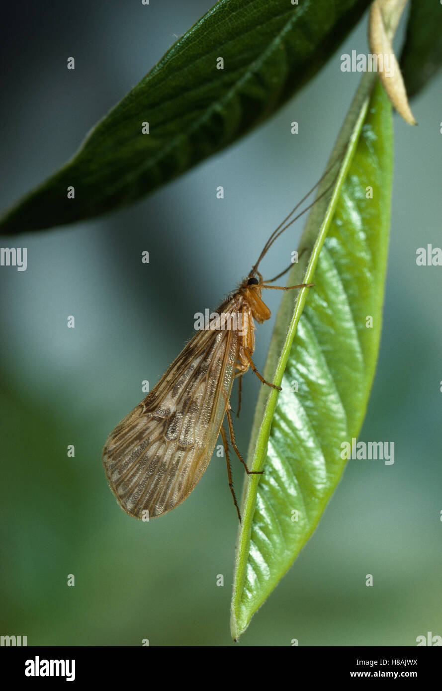Caddis Fly (Phryganeidae) on leaf Stock Photo - Alamy
