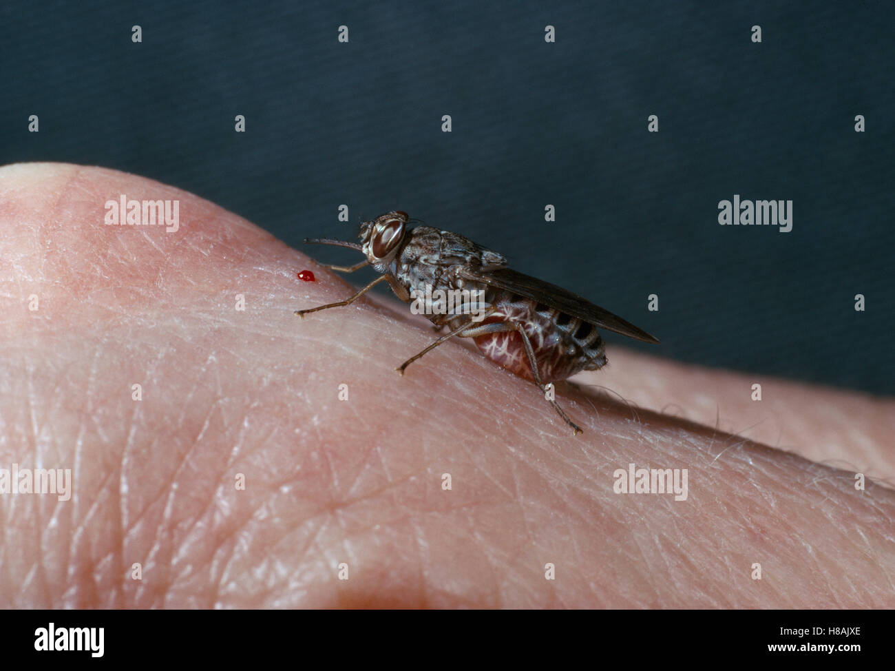 Tsetse Fly (Glossina sp) on human hand, just after blood meal, with ...
