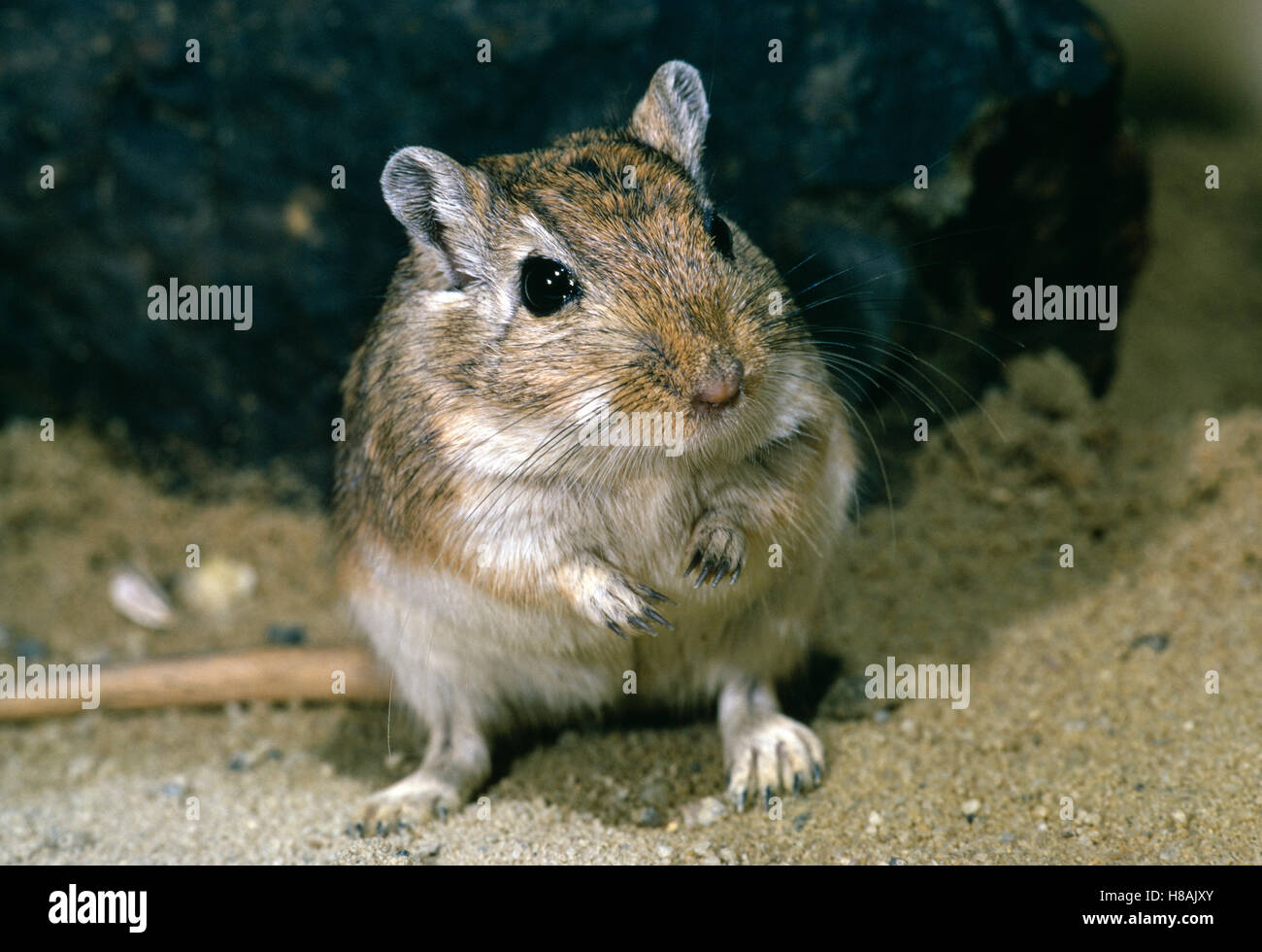 Mongolian Gerbil (Meriones unguiculatus), native to northern Asia Stock ...