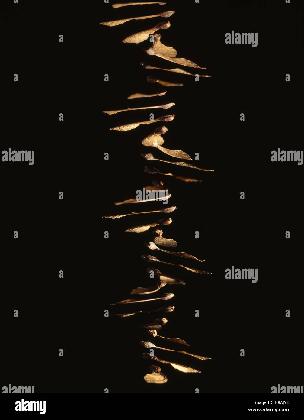 Sycamore (Acer pseudoplatanus) seed falling, multiflash image Stock ...