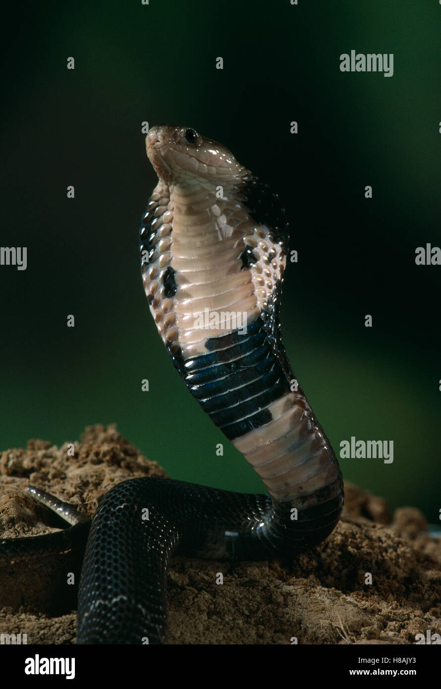 Blackneck Spitting Cobra (Naja nigricollis) in attack posture Stock ...