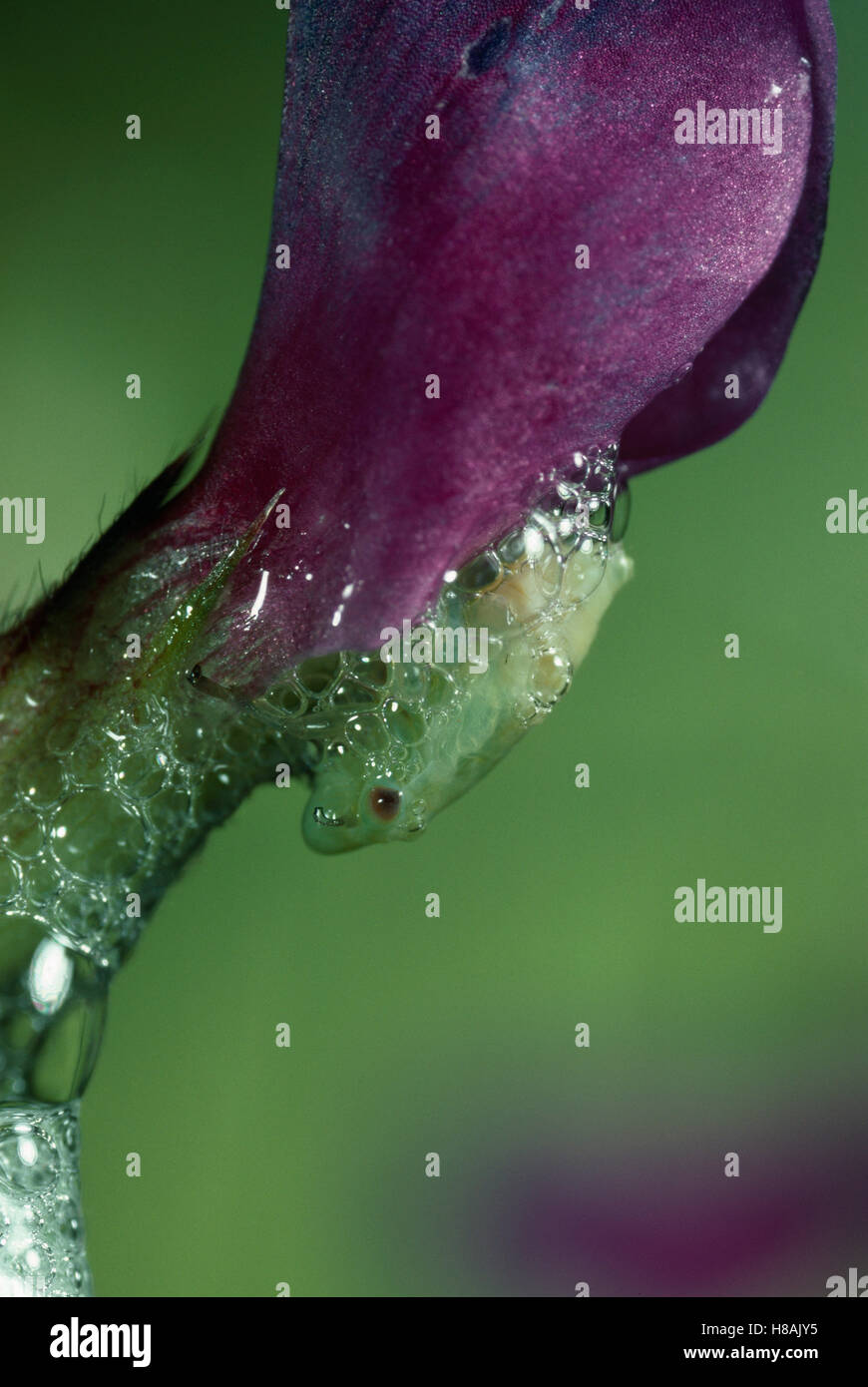 Froghopper (Cercopidae) larva concealed in protective frothy secretion ...