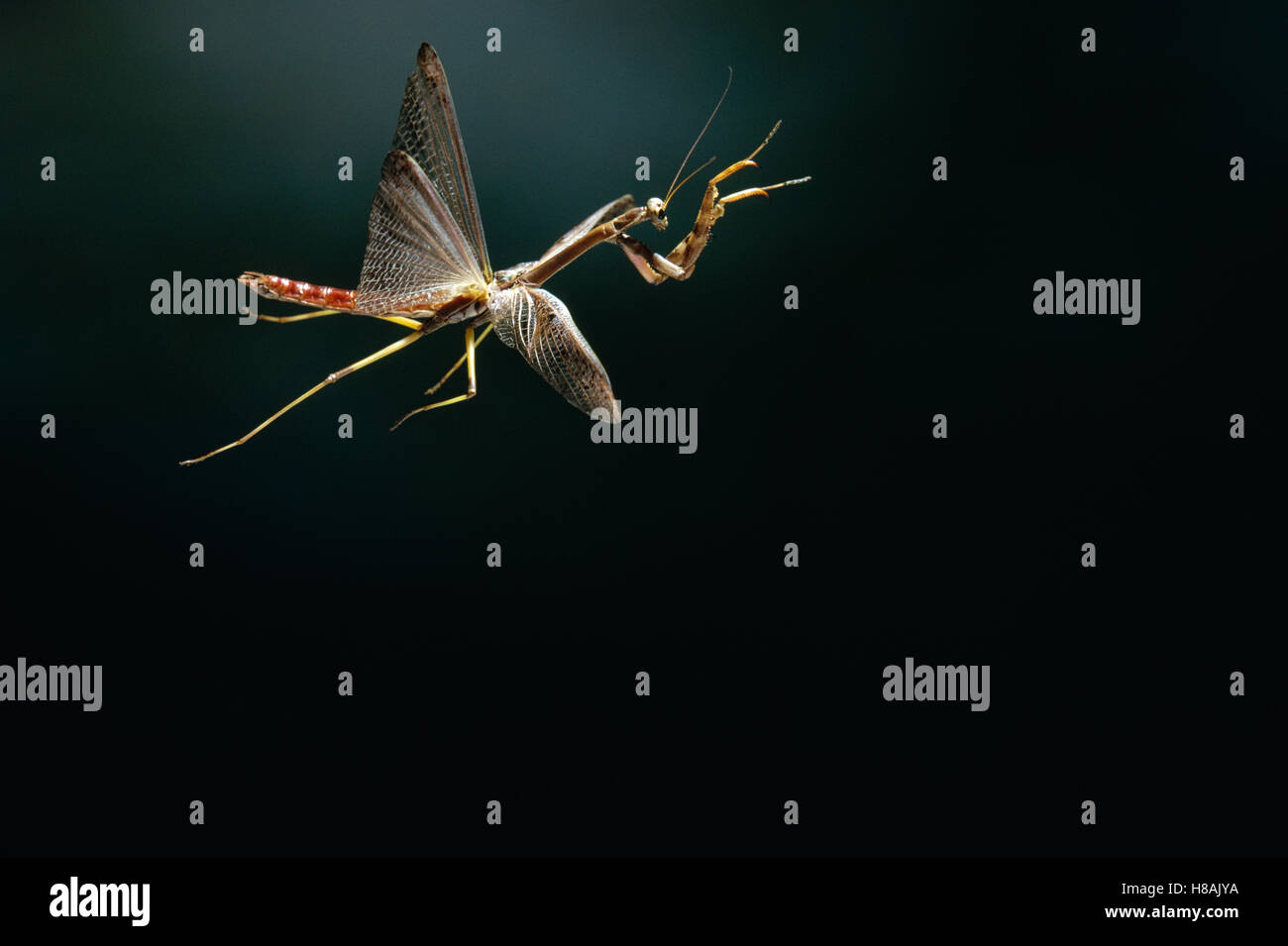 Mantid (Stagmomantis sp) flying, Florida Stock Photo - Alamy