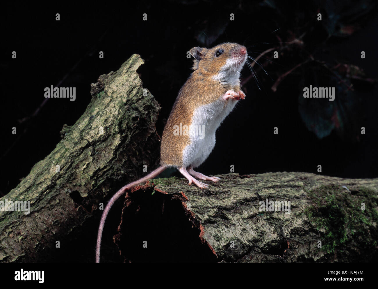 Yellow-necked Field Mouse (Apodemus flavicollis) rearing watchfully on ...