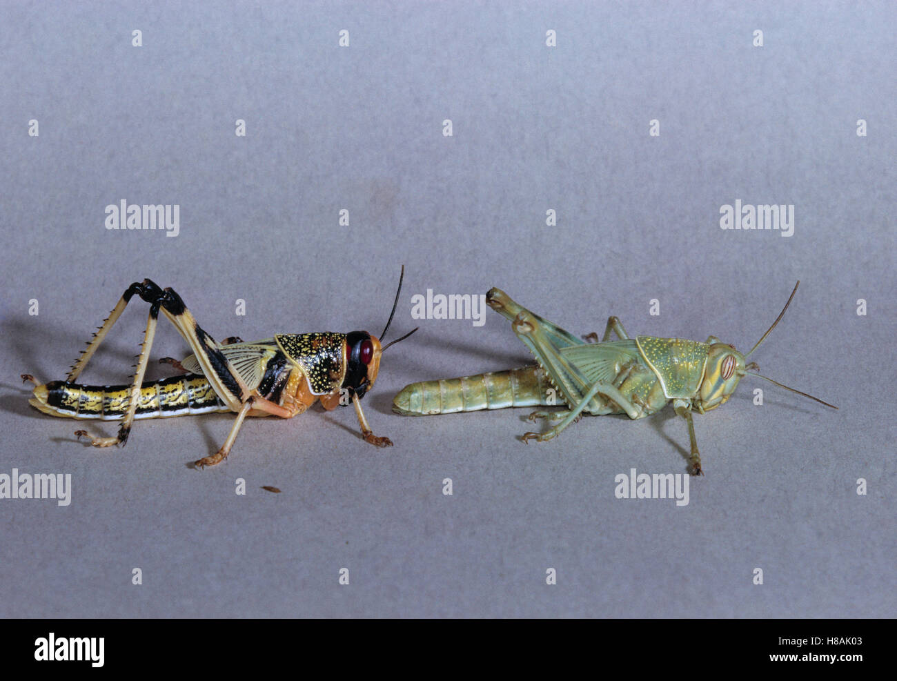 Desert Locust (Schistocerca gregaria) gregarious phase on left and ...