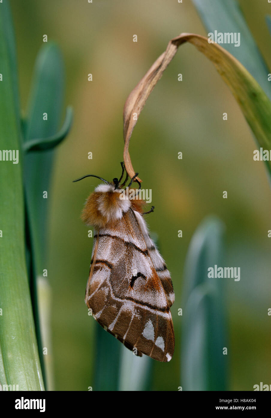 Kentish Glory Moth (Endromis versicolora) female Stock Photo - Alamy
