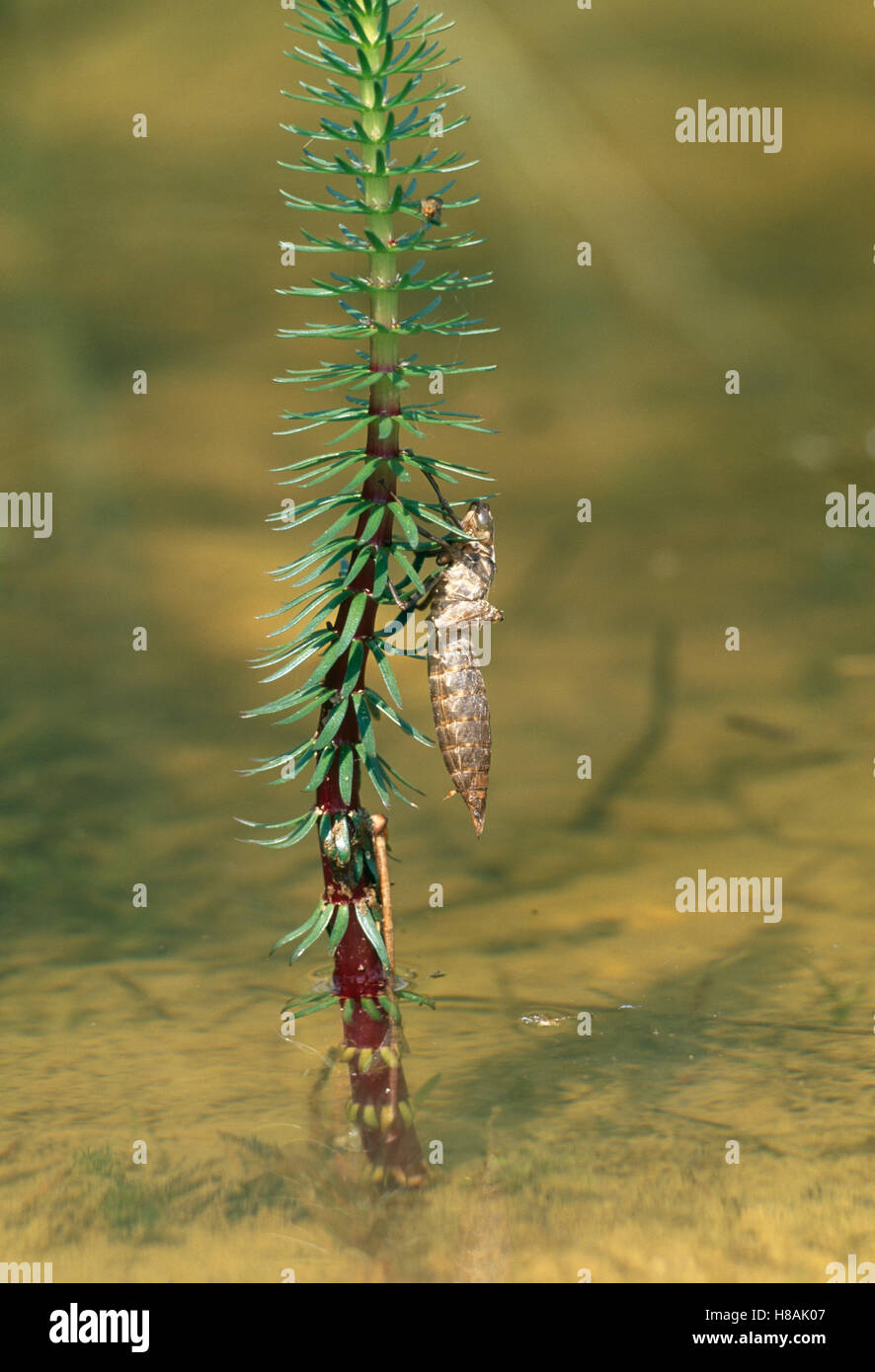 Emperor Dragonfly (Anax imperator) nymph cuticle shed during molting ...