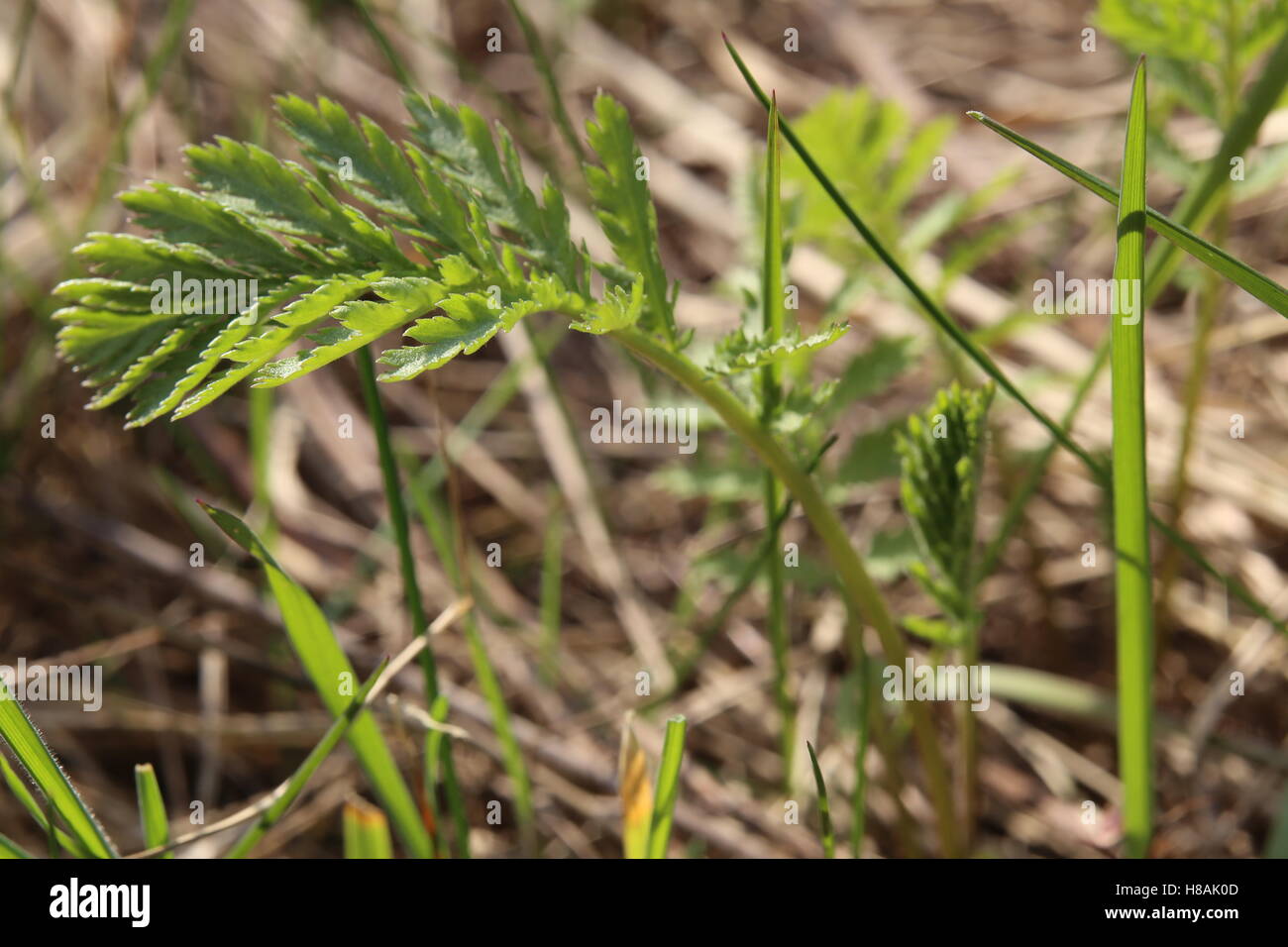 Fresh leaves of the common tansy (Tanacetum vulgare Stock Photo - Alamy