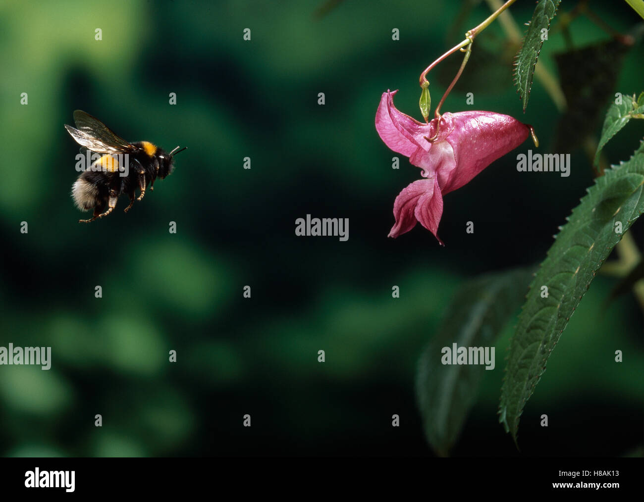White-tailed Bumblebee (Bombus lucorum) approaching flower trailing ...