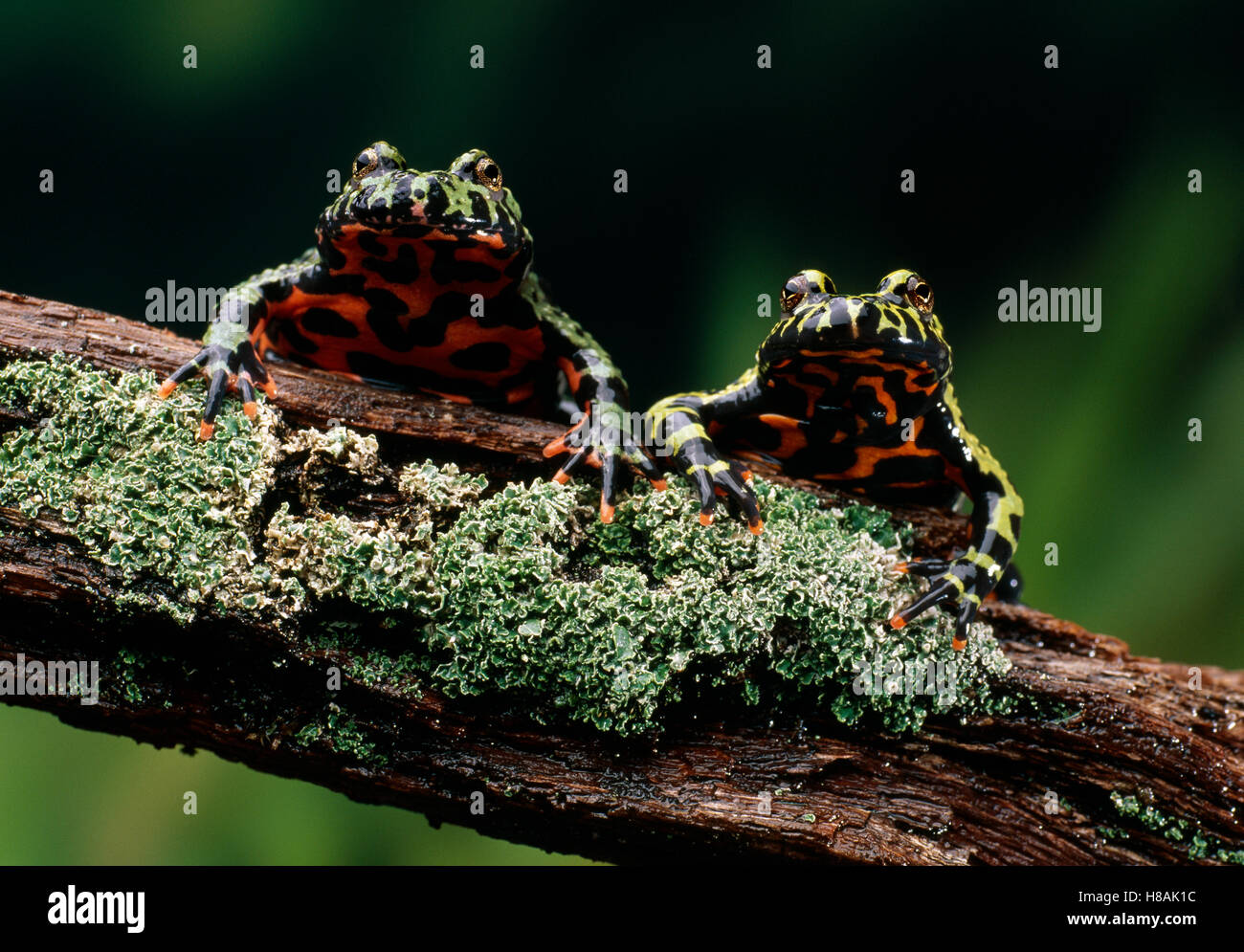 Oriental Fire-bellied Toad (Bombina orientalis) pair Stock Photo - Alamy
