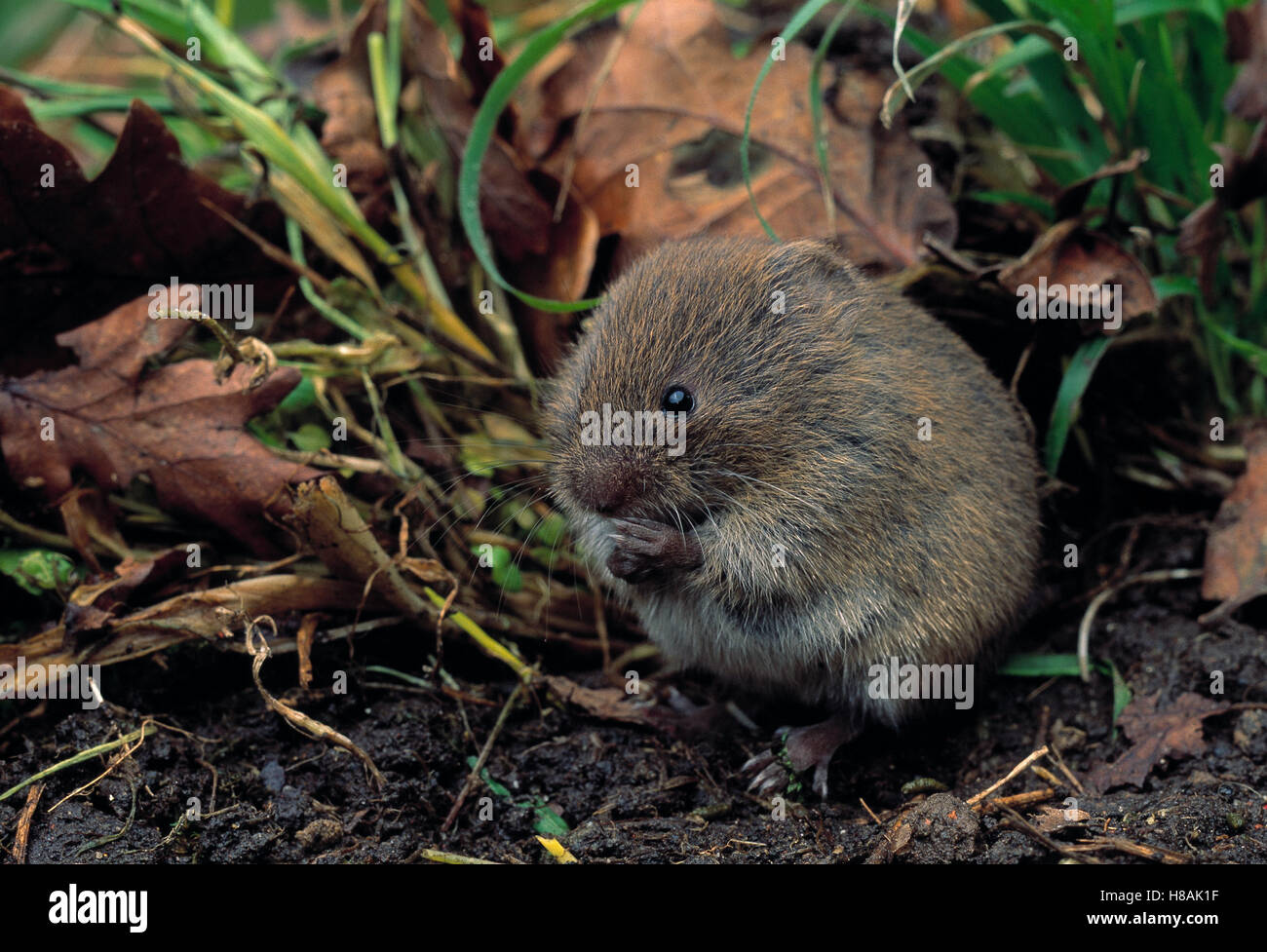 Field Vole (Microtus agrestis) nibbling on food while sitting in ...