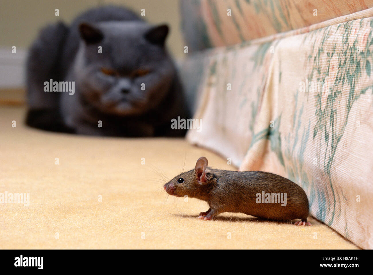 Domestic Cat (Felis catus) and House Mouse, cat intently watching mouse ...