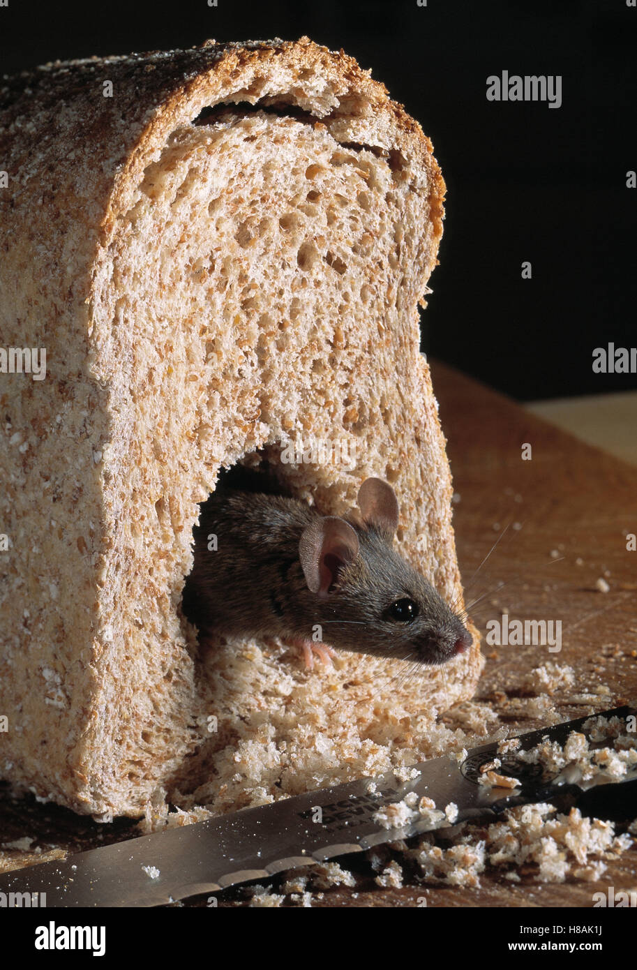 House Mouse (Mus musculus) climbing from half loaf of bread Stock Photo ...