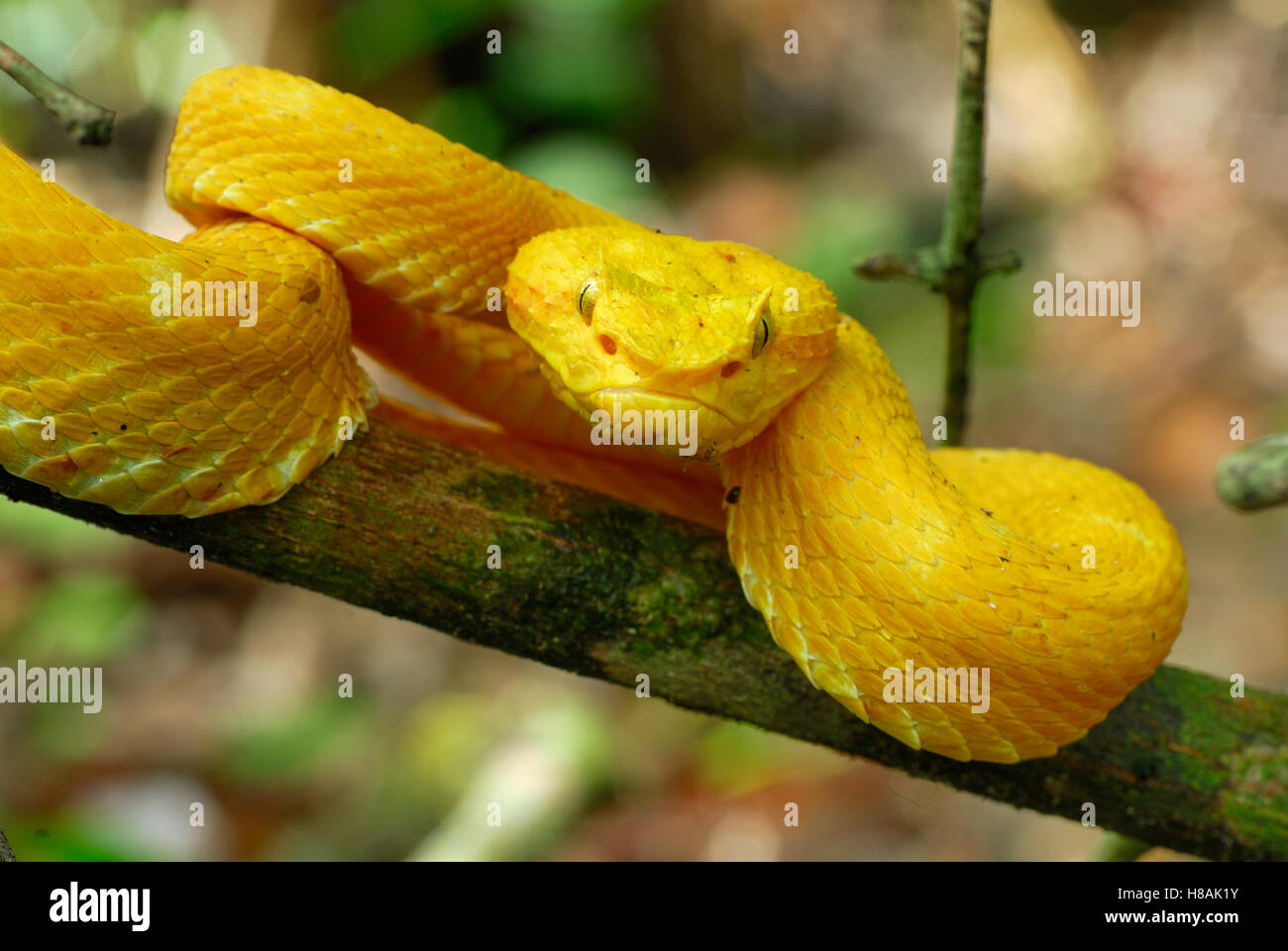 Eyelash Viper (Bothriechis schlegelii) with yellow coloration, coiled ...
