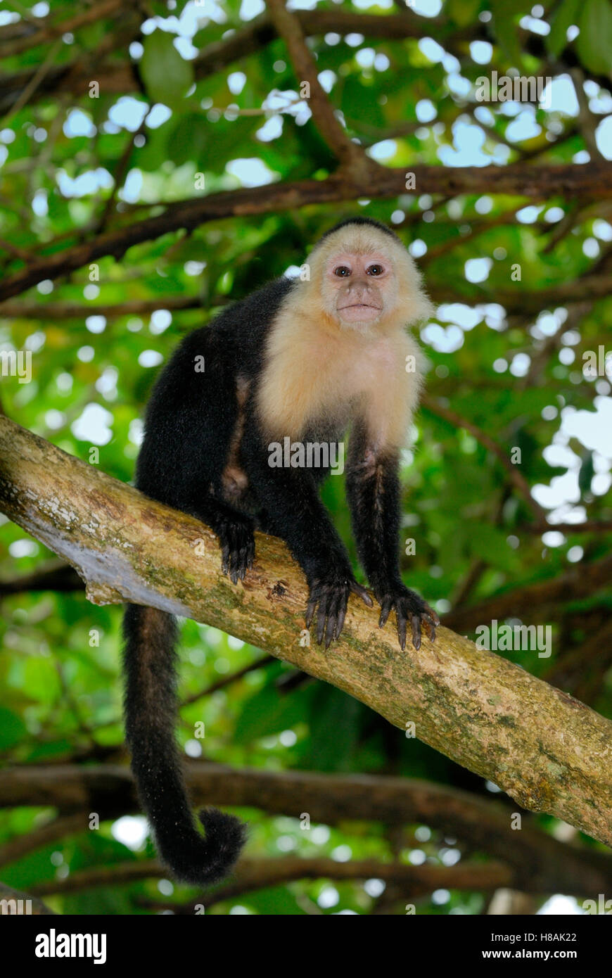 White-faced Capuchin (Cebus capucinus) in tree, Cahuita National Park ...