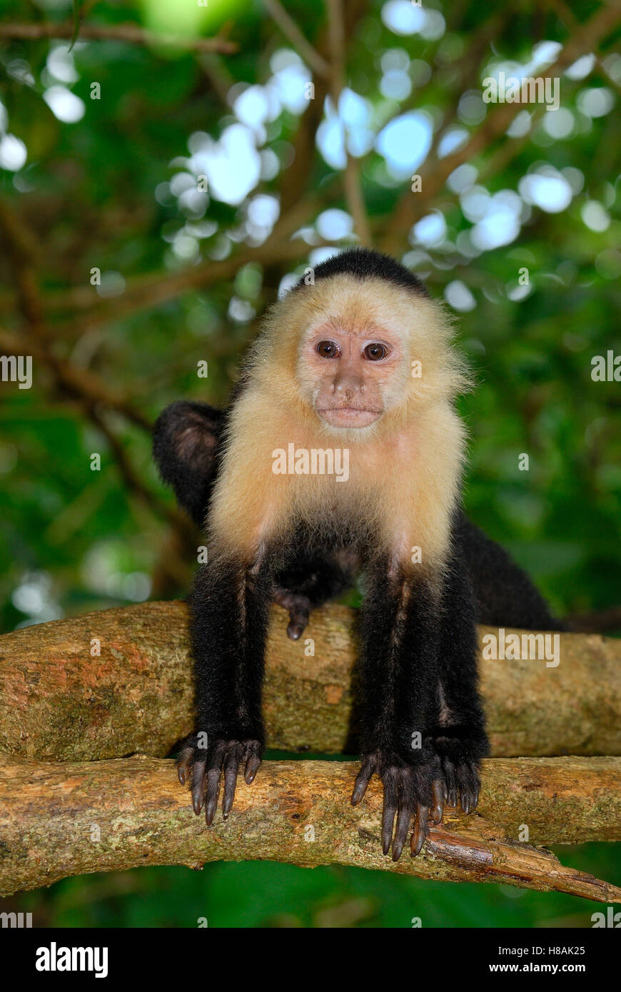 White-faced Capuchin (Cebus capucinus) resting in tree, Cahuita ...