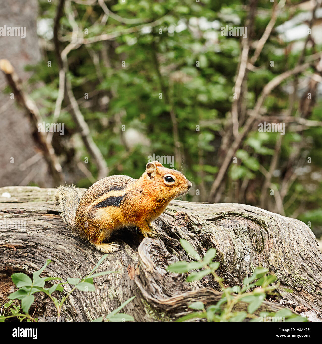 Ground squirrel begging for food Stock Photo - Alamy