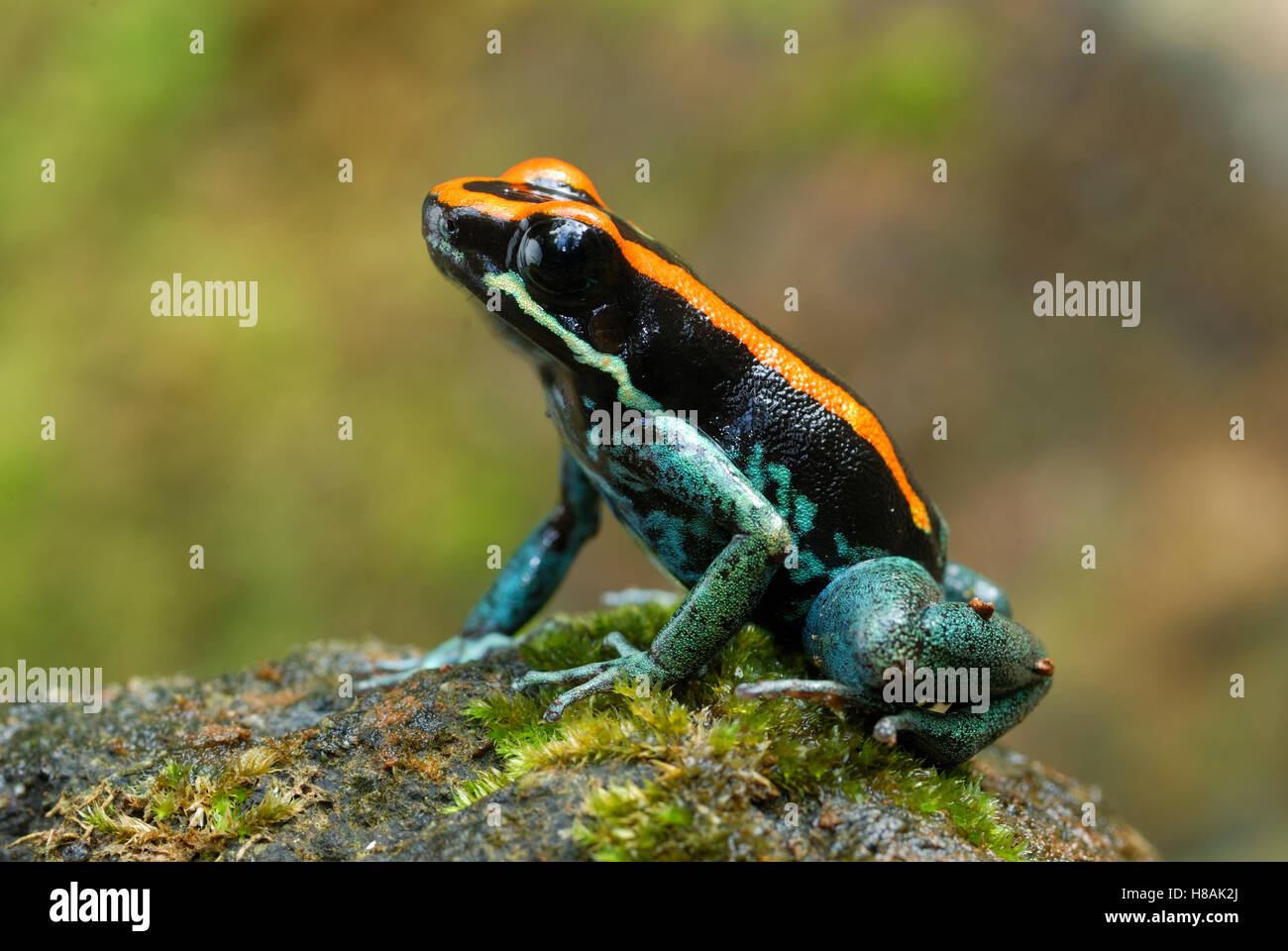 Golfodulcean Poison Frog (Phyllobates vittatus), Corcovado National ...