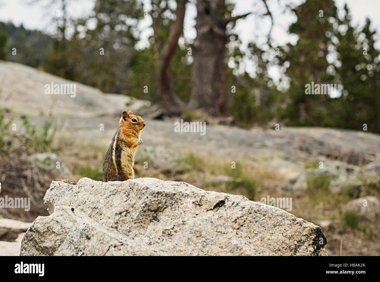 Ground squirrel begging for food Stock Photo - Alamy