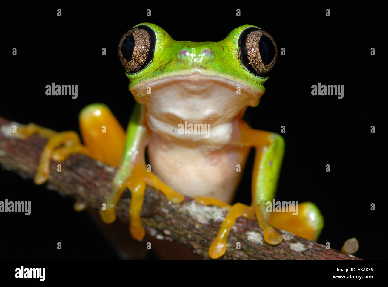 Lemur Frog (Phyllomedusa lemur) portrait, Siquirres, Costa Rica Stock ...