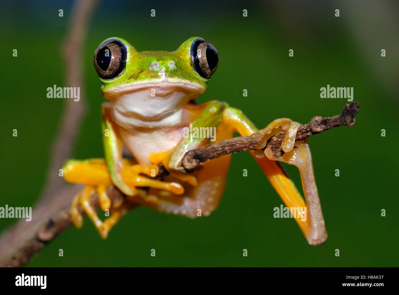 Lemur Frog (Phyllomedusa lemur) portrait, Siquirres, Costa Rica Stock ...