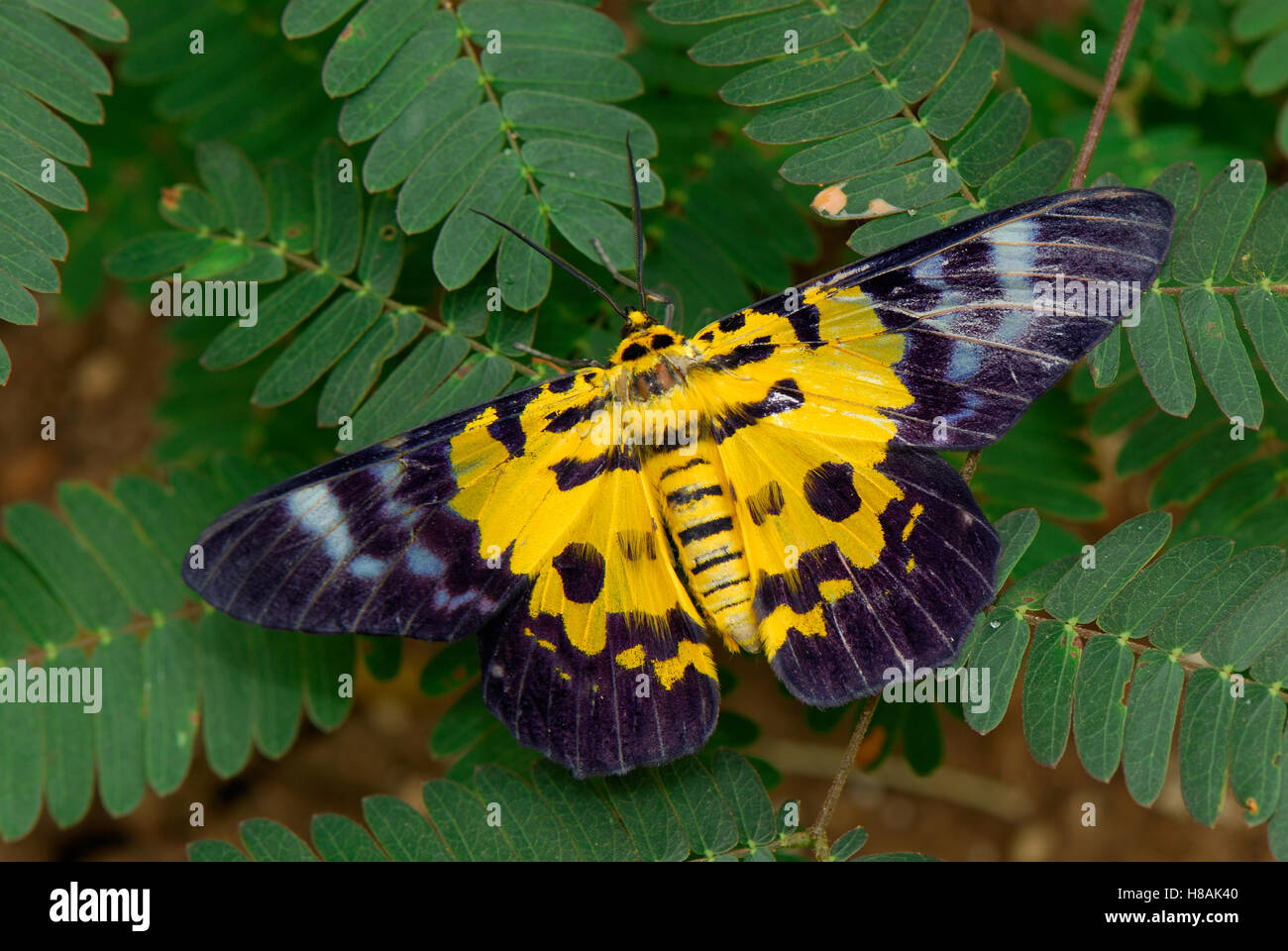 False Tiger Moth (Dysphania militaris), Erawan National Park, Thailand ...