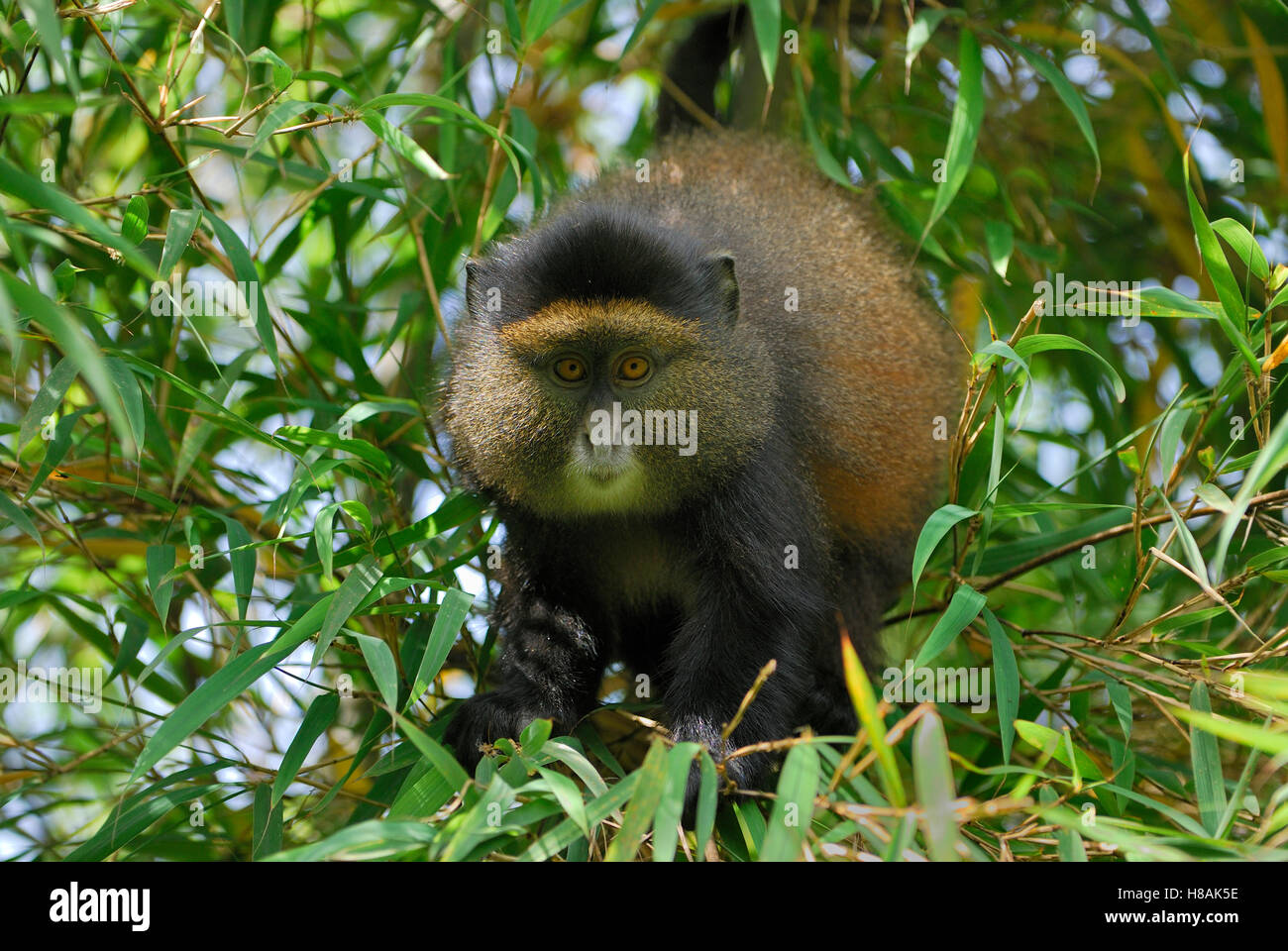 Blue Monkey (Cercopithecus mitis) in tree, Volcanoes National Park ...