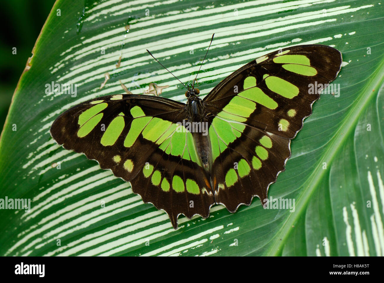 Malachite (Siproeta stelenes) butterfly, Colombia Stock Photo - Alamy