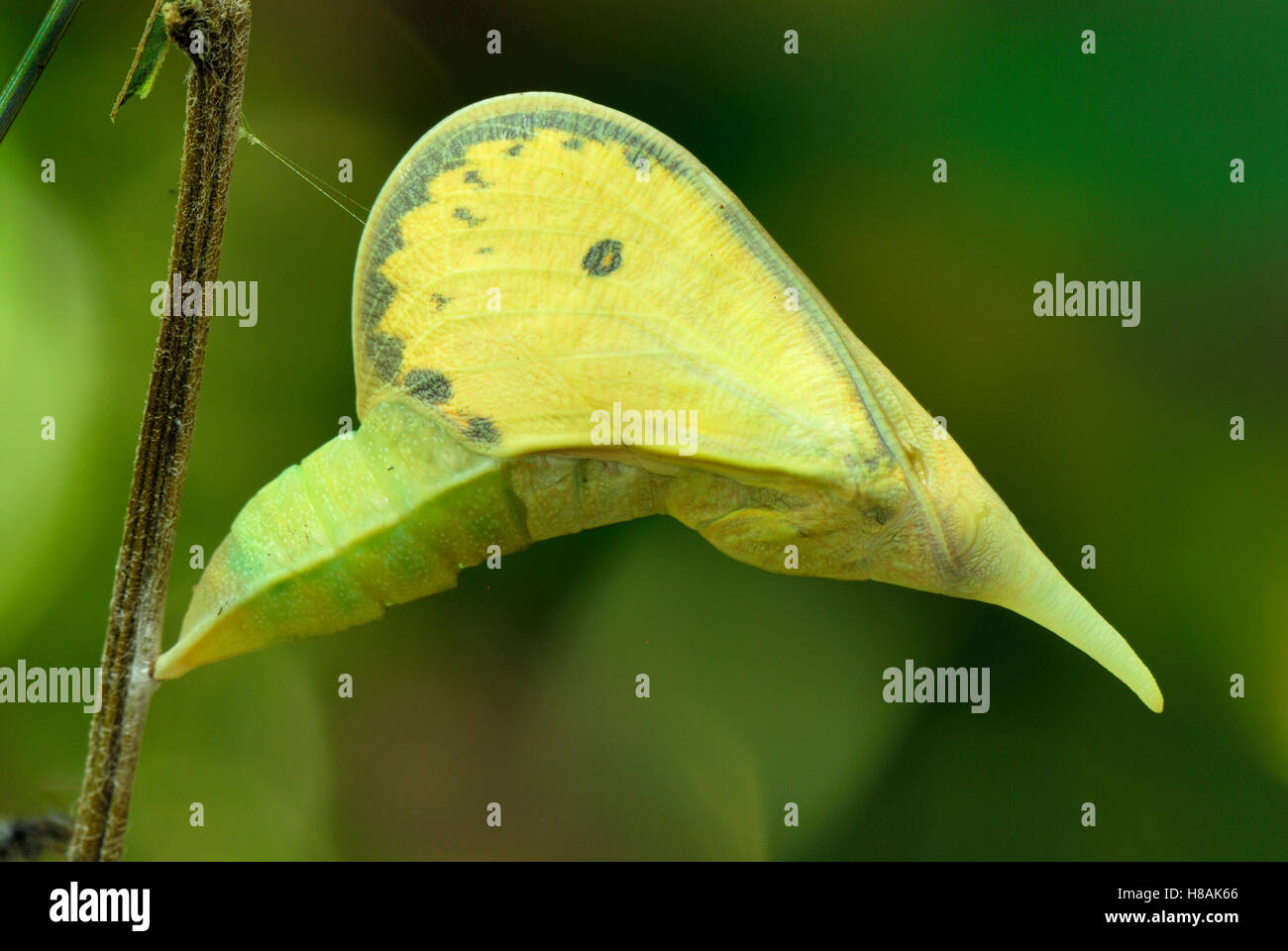 Cloudless Sulphur (Phoebis sennae) chrysalis, Colombia Stock Photo - Alamy