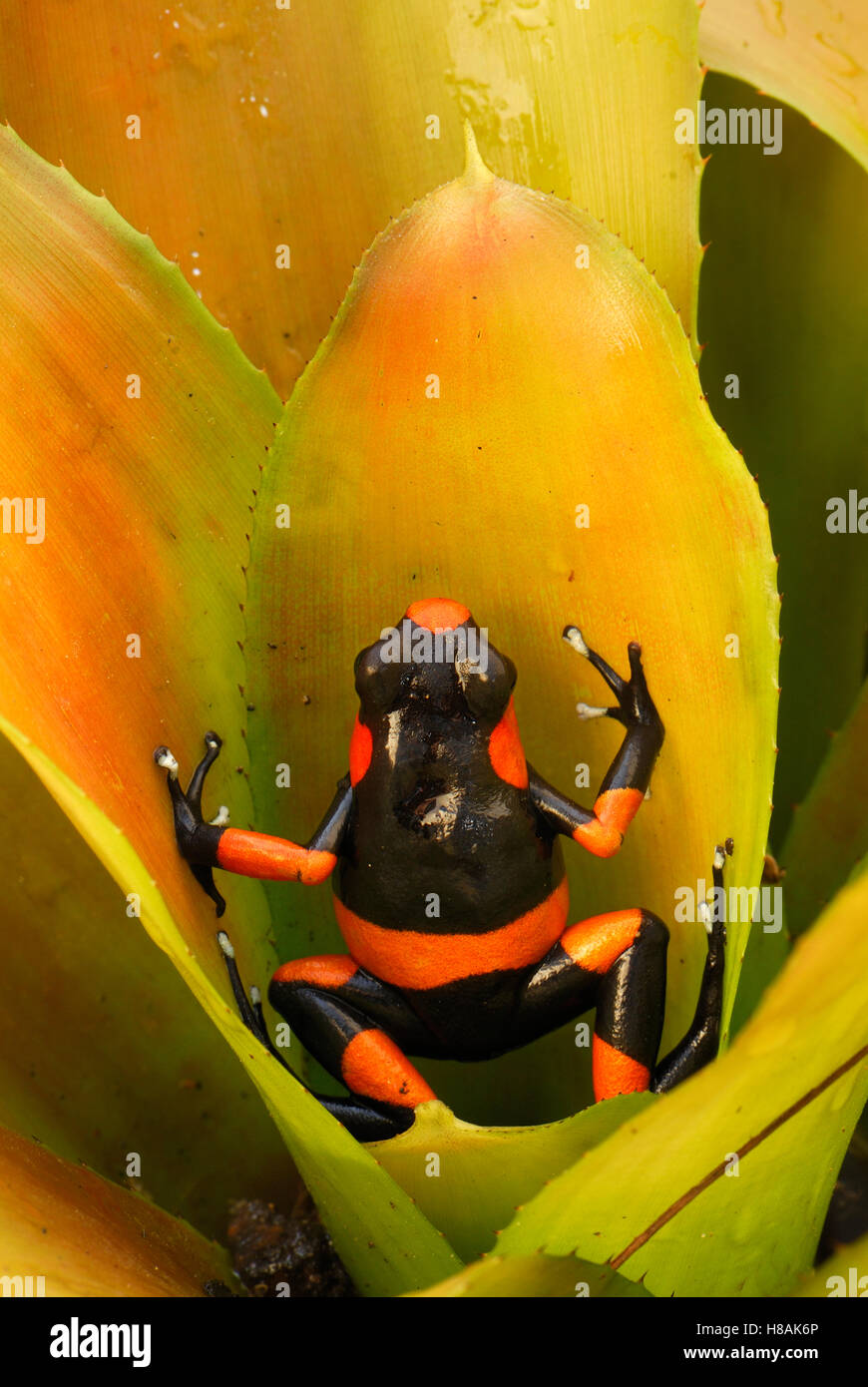 Red-banded Poison Frog (Dendrobates lehmanni) on bromeliad, Cauca ...