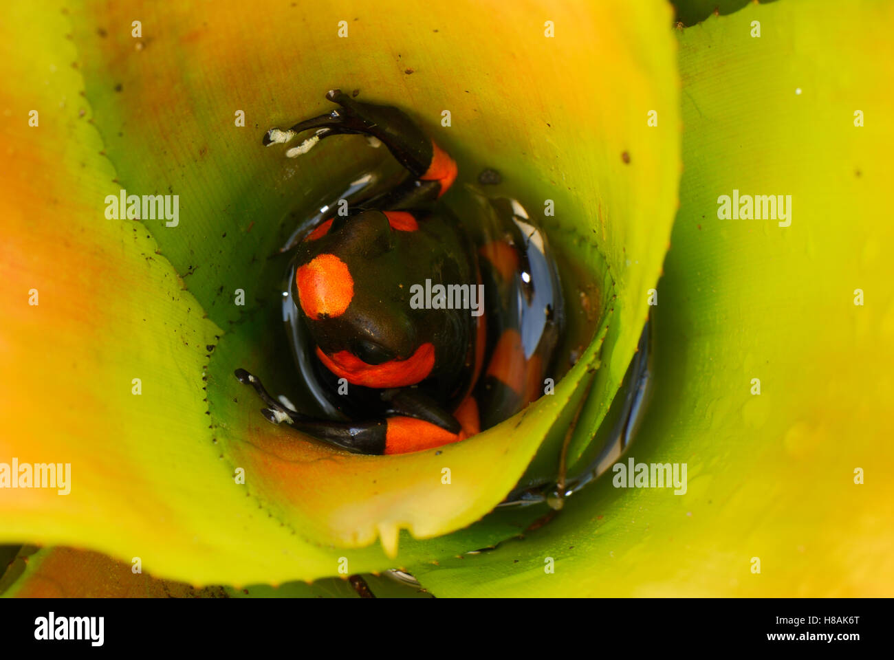 Red-banded Poison Frog (Dendrobates lehmanni) in bromeliad, Cauca ...