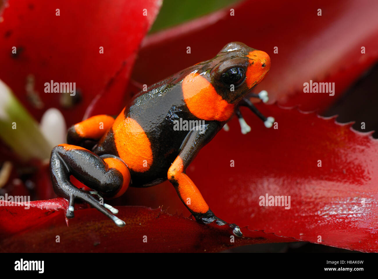 Red-banded Poison Frog (Dendrobates lehmanni) on bromeliad, Cauca ...