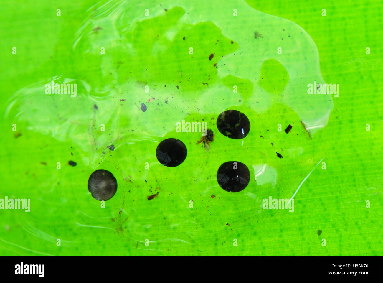 Golden Poison Dart Frog (Phyllobates terribilis) eggs, Cauca, Colombia ...