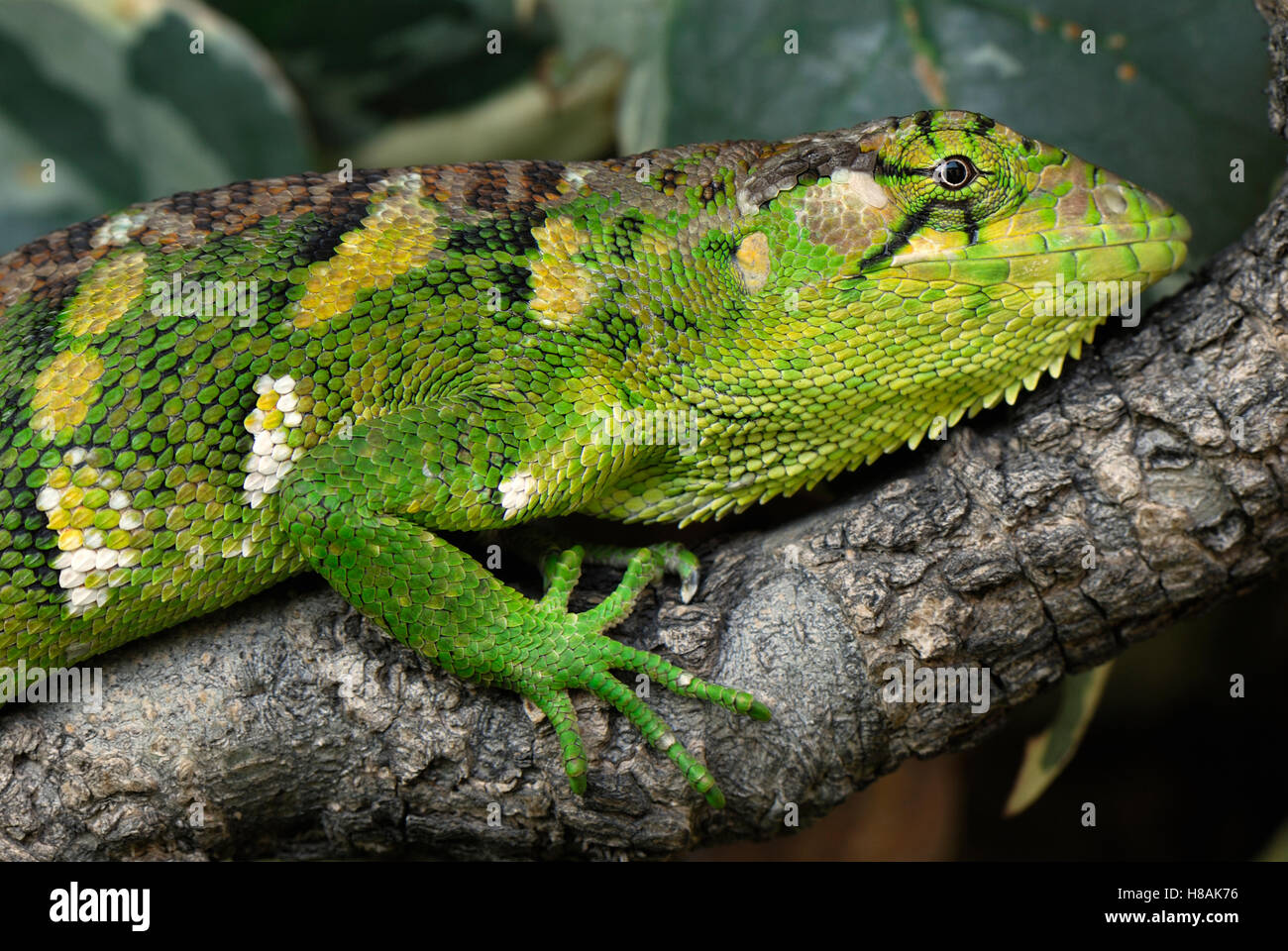 Many-colored Bush Anole (Polychrus marmoratus), Colombia Stock Photo ...