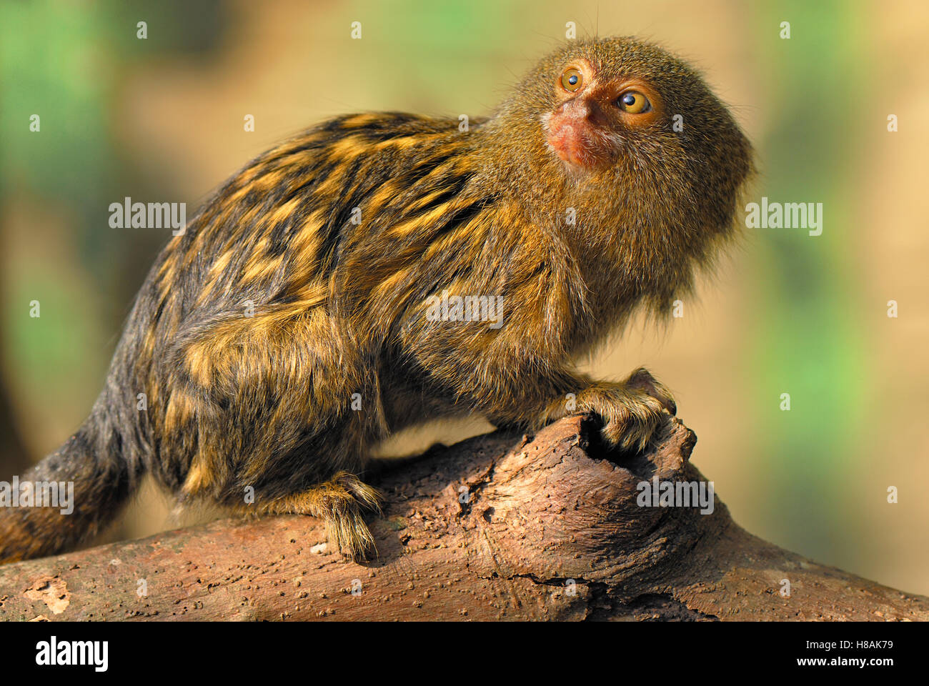 Pygmy Marmoset (Cebuella pygmaea), Amazon Forest, Leticia, Colombia ...