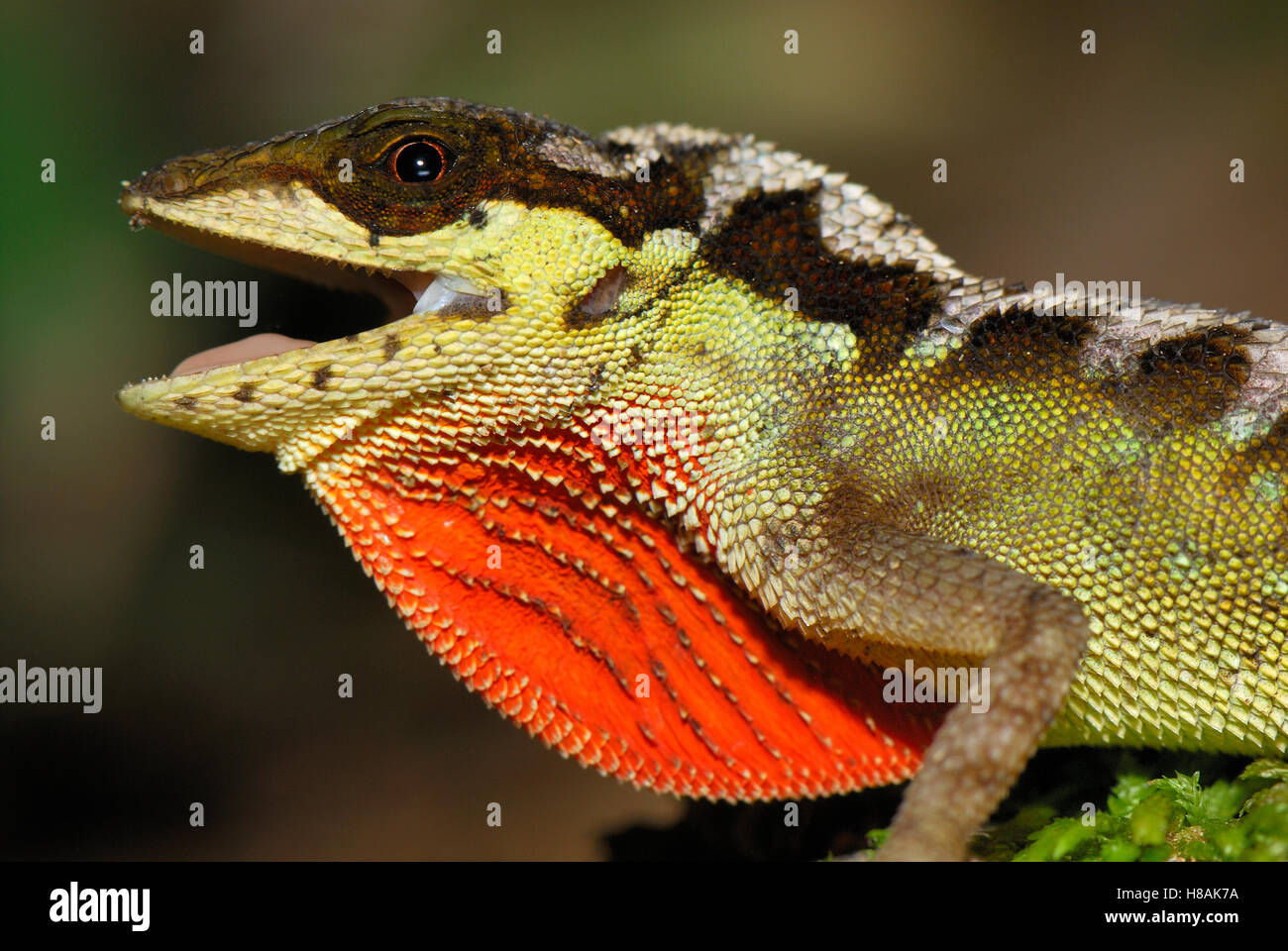Scalyback Anole (Anolis notopholis) male displaying with extended ...