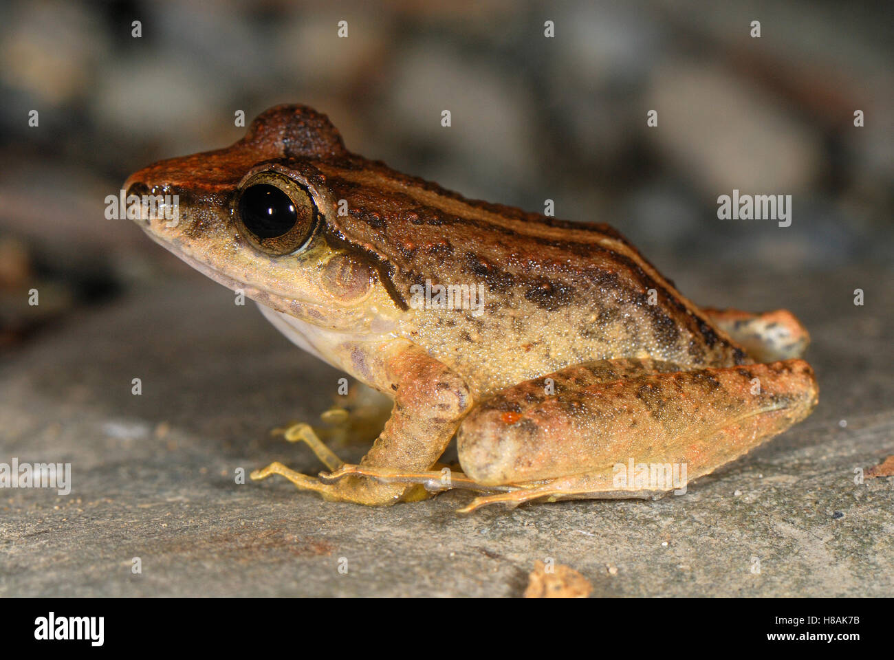 Southern Frog (Craugastor raniformis), San Cipriano, Cauca, Colombia ...