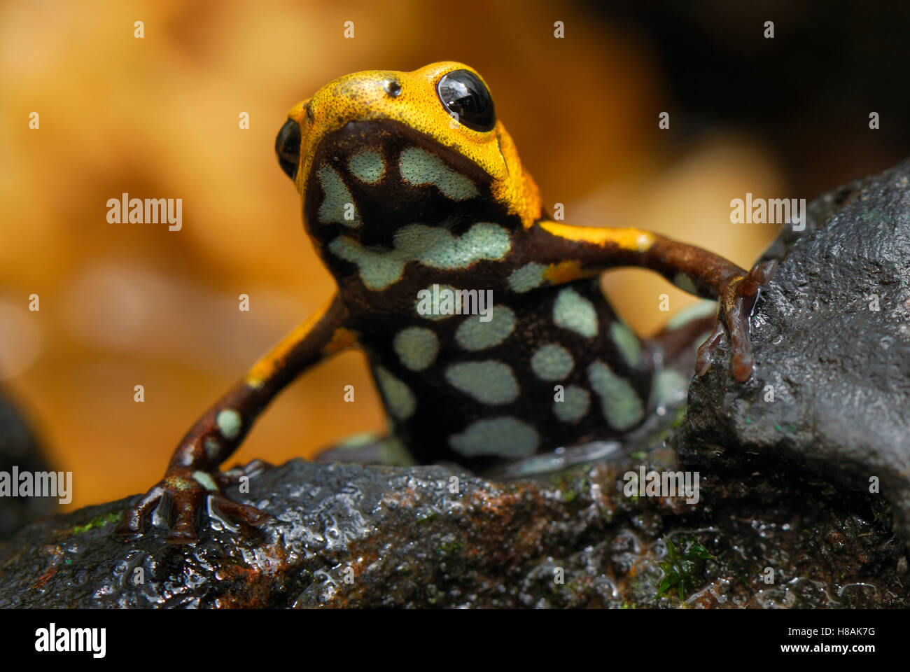 Poison Dart Frog (Dendrobatidae), Colombia Stock Photo - Alamy