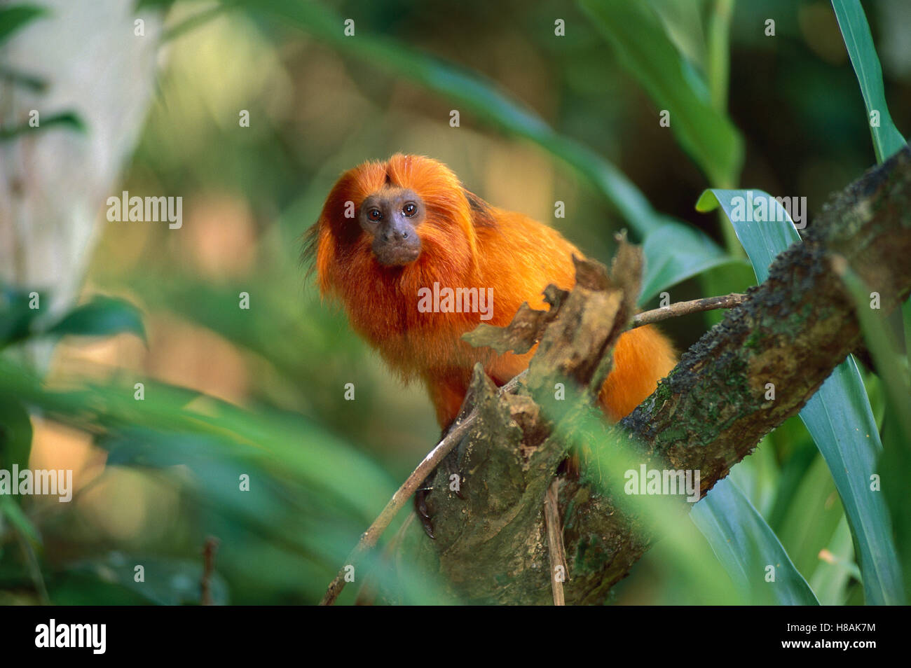 Golden Lion Tamarin (Leontopithecus rosalia) endangered species ...