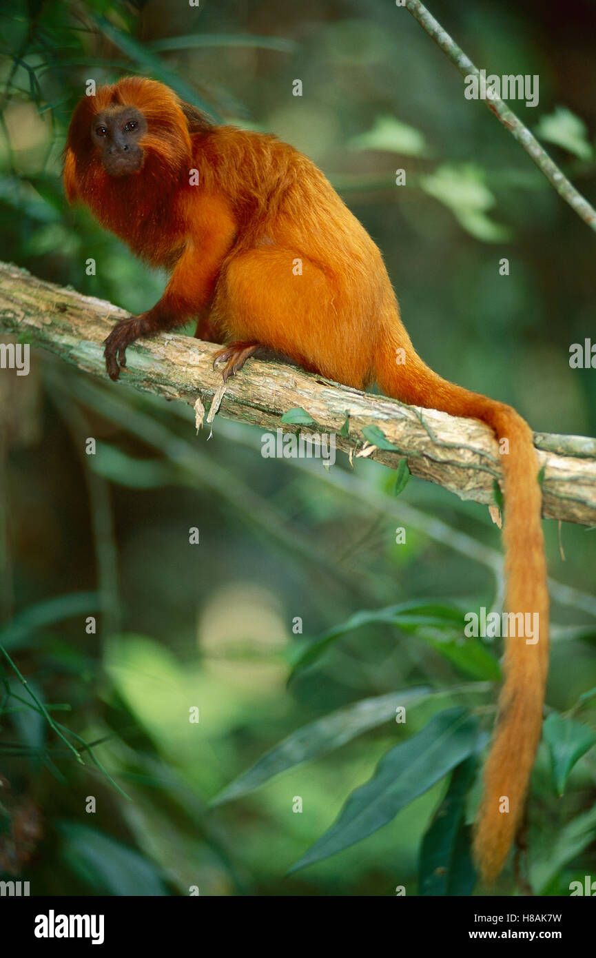Golden Lion Tamarin (Leontopithecus rosalia) endangered species ...